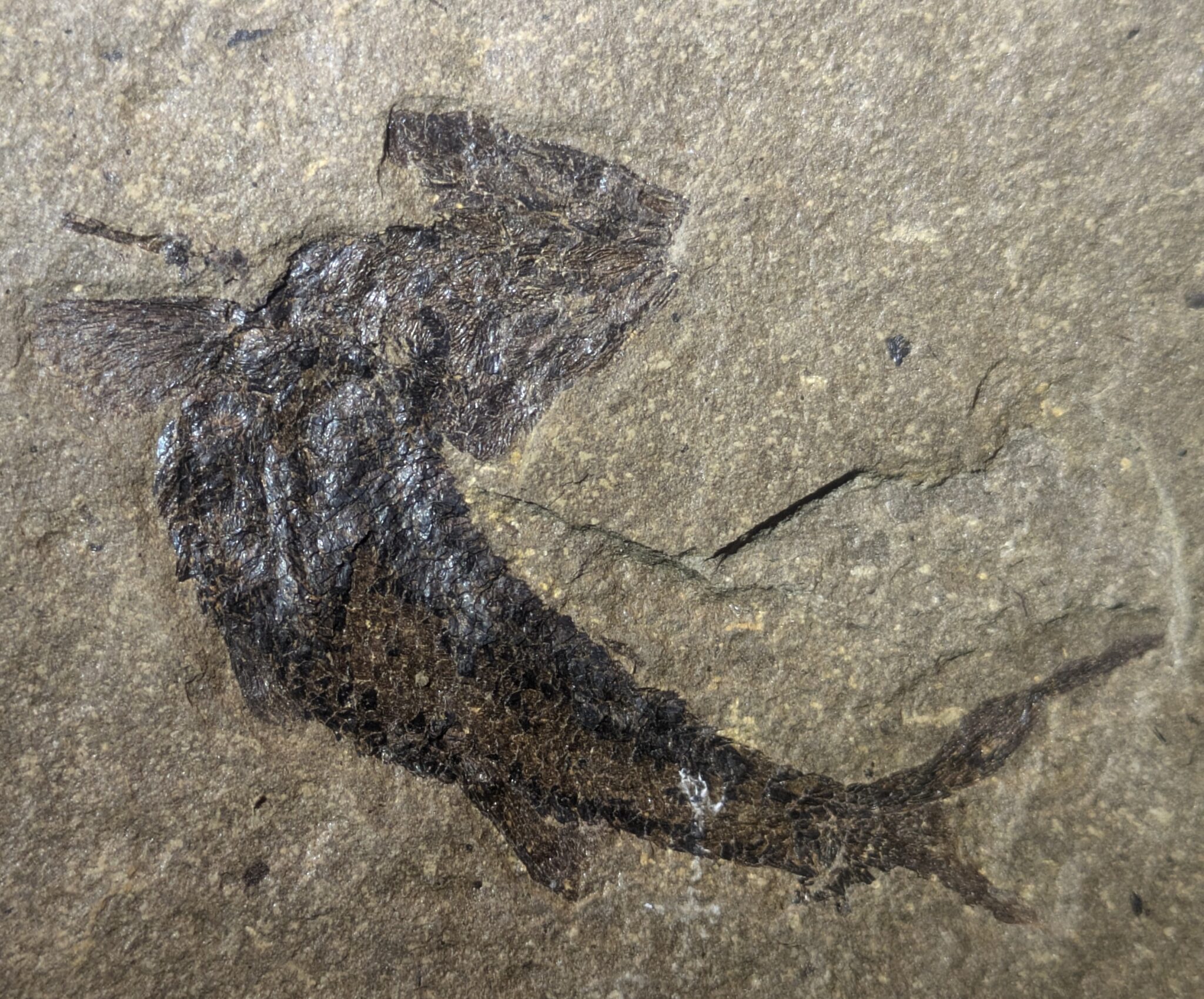 The Evolution of Fish: Pioneers of the Paleozoic Seas – Appalachian ...