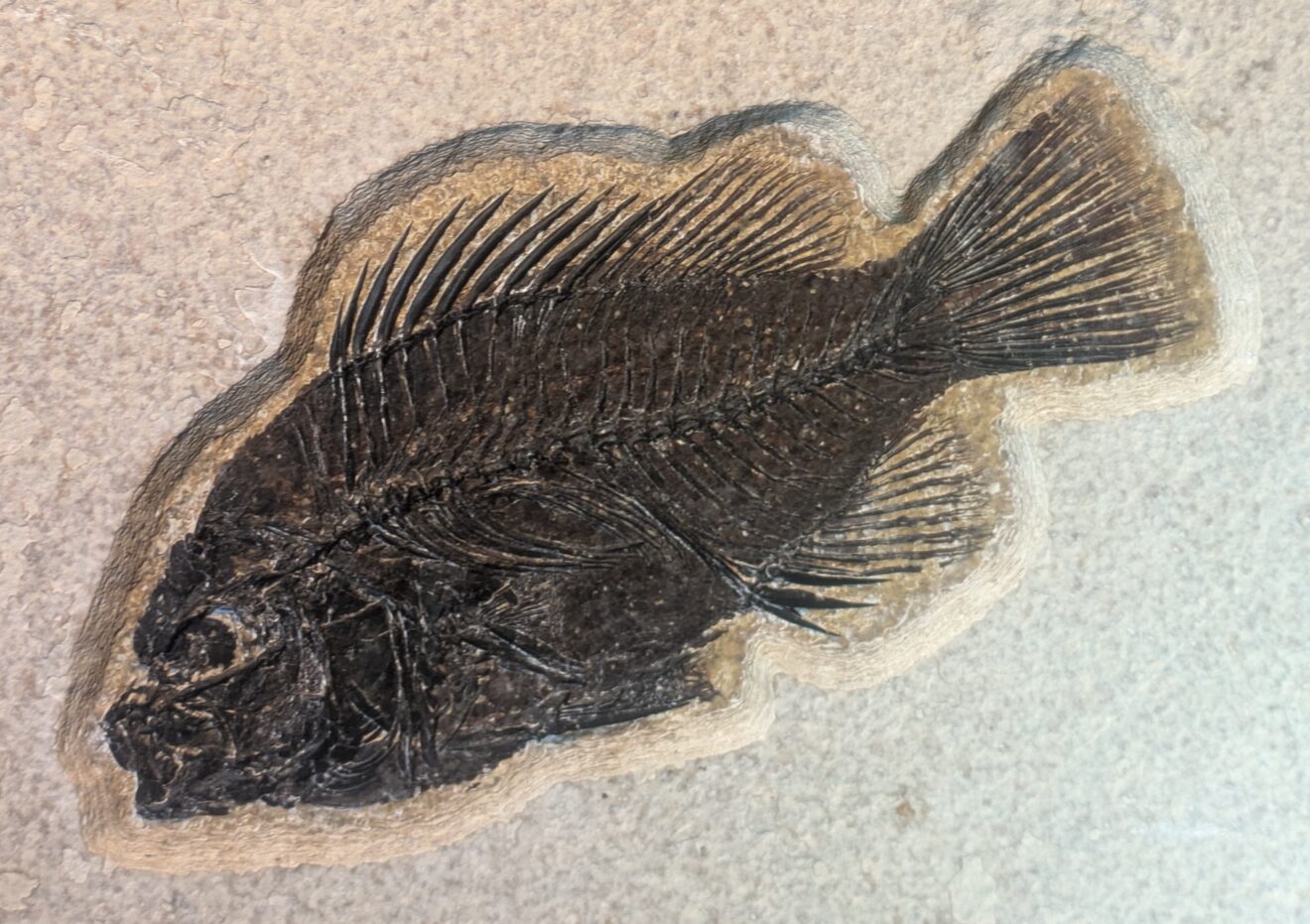 The Evolution of Fish: Pioneers of the Paleozoic Seas – Appalachian ...