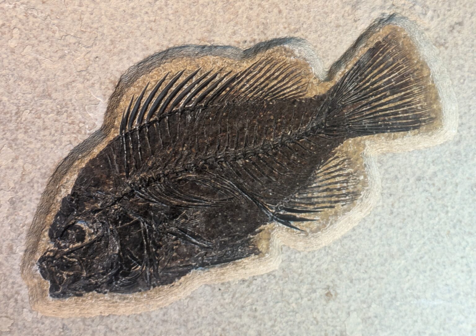 The Evolution of Fish: Pioneers of the Paleozoic Seas – Appalachian ...