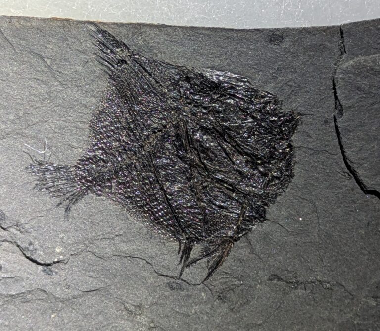 The Evolution of Fish: Pioneers of the Paleozoic Seas – Appalachian ...